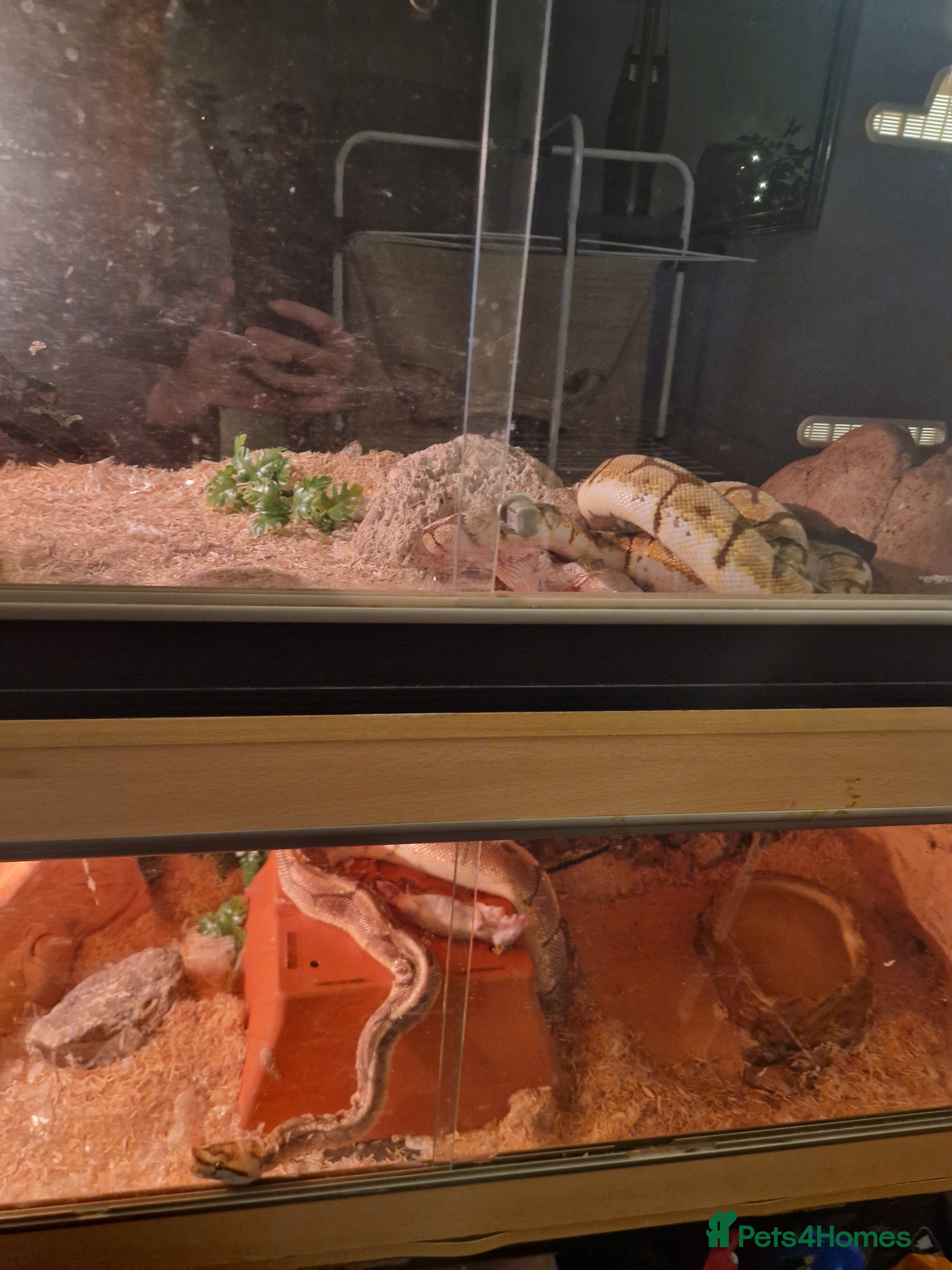 Two Royal Pythons and full set ups for sale for sale in Manchester ...