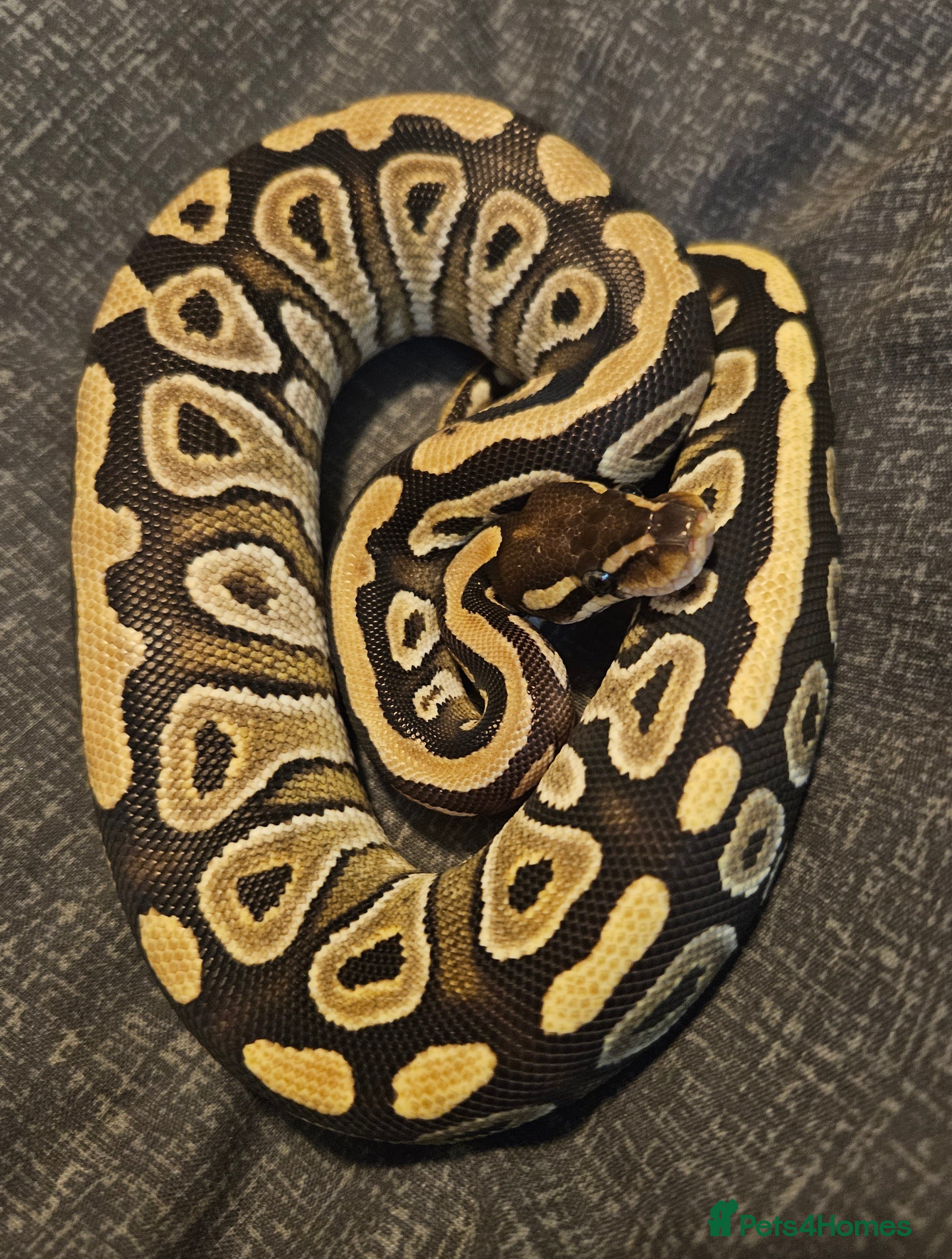 CB24 Female Mojave Royal Python for sale in Sleaford | Pets4Homes