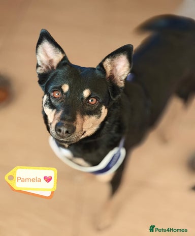 Free Dogs for adoption | Pets4Homes