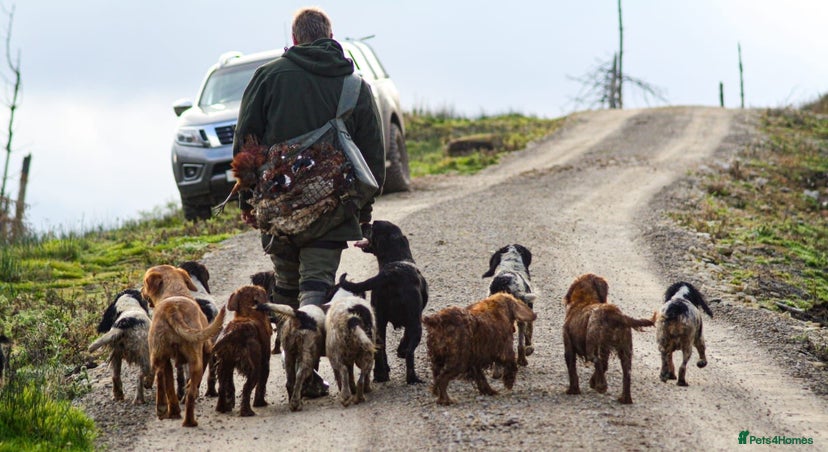 Sprocker Spaniel Dogs Breed - Information, Temperament, Size & Price ...