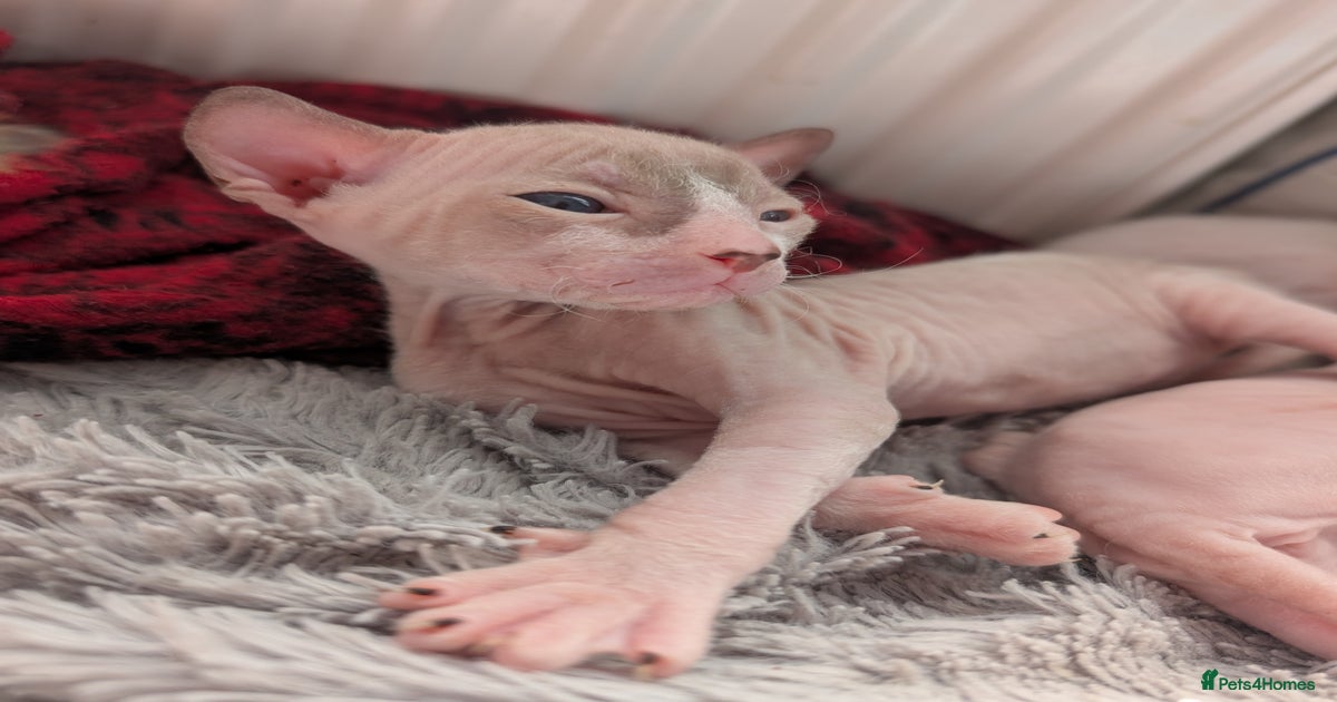 Beautiful Sphinx litter can start reserve! for sale in Southampton | Pets4Homes