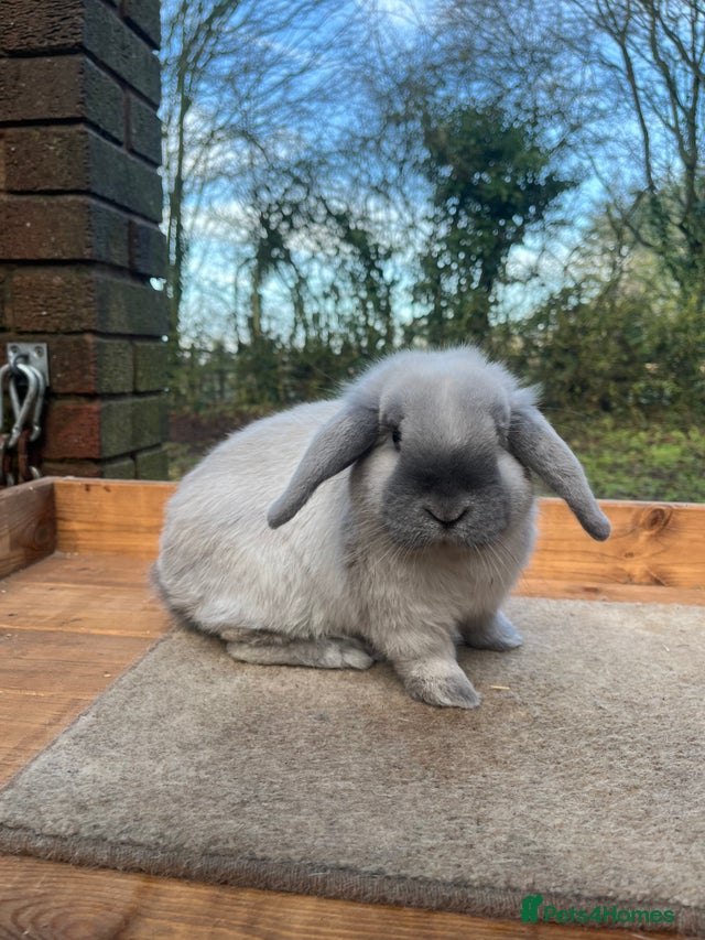Mini lop bucks for sale in Nuneaton | Pets4Homes