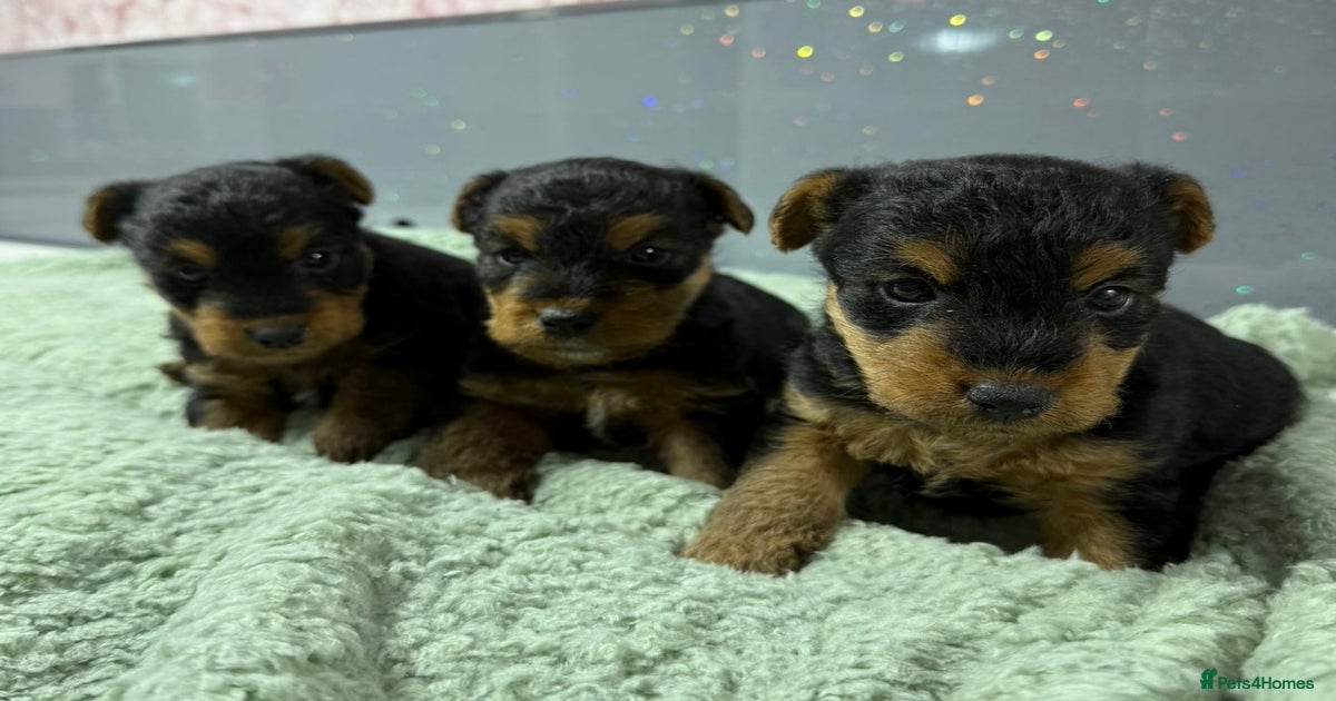 Beautiful Welsh terrier girl puppies 🐶 for sale in Wisbech | Pets4Homes