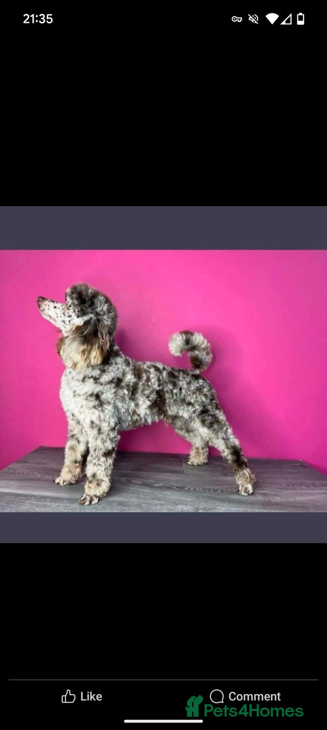 Chocolate F1 Cockapoos for sale in Duns | Pets4Homes