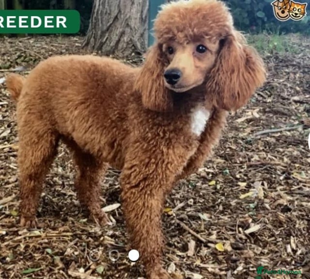 PRA UNAFFECTED cockapoo puppies for sale in Chesterfield | Pets4Homes