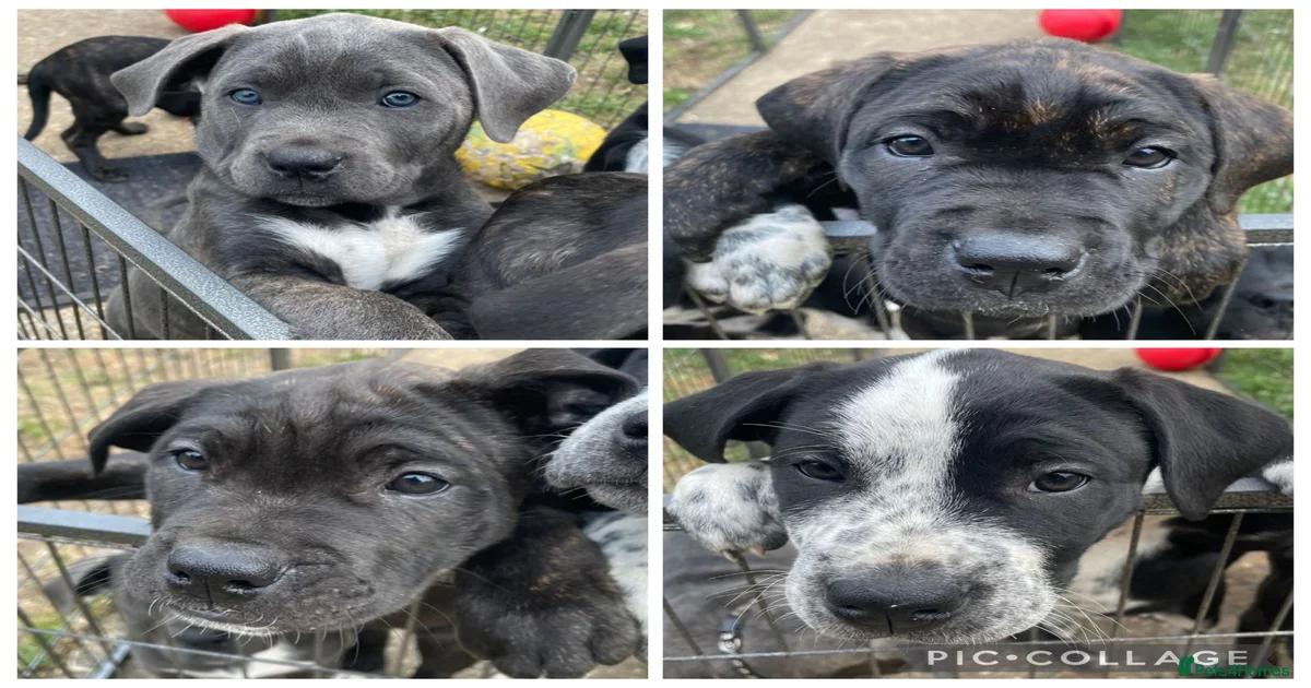 Pups and dogs Mixed Breed Puppies for sale | Pets4Homes