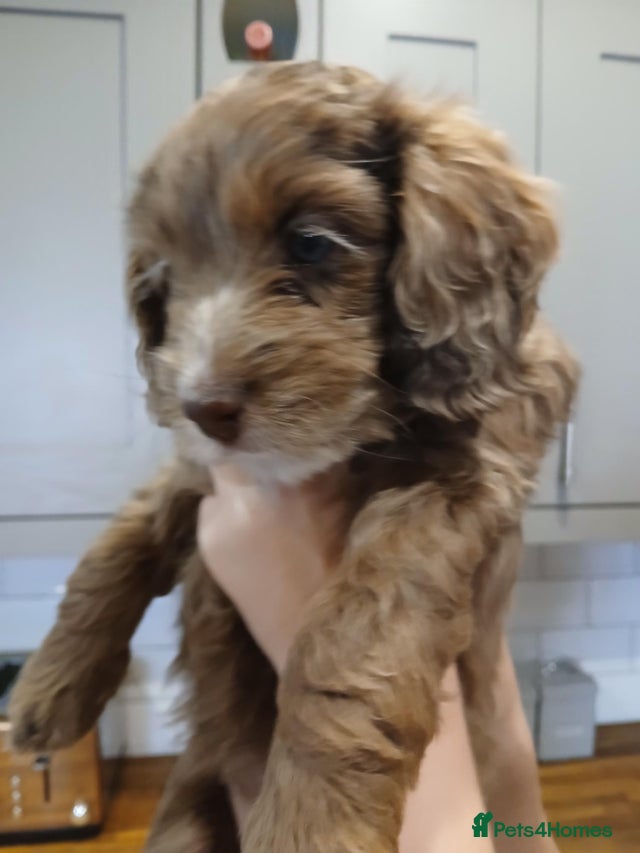 Three Stunning Cockapoos Girls for sale in Mansfield | Pets4Homes