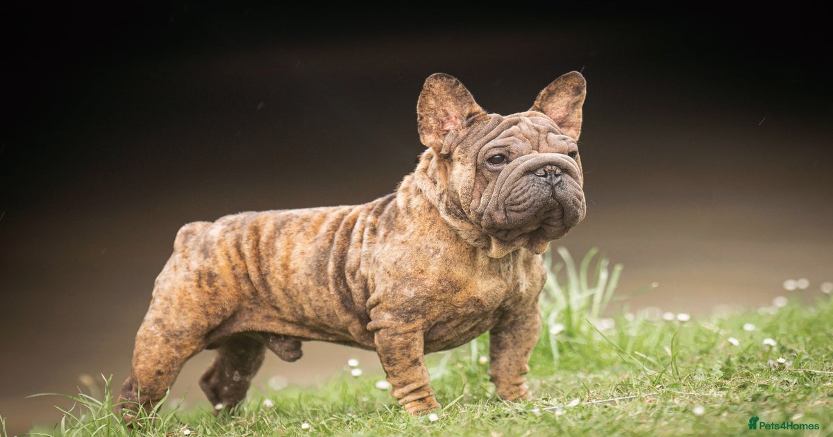 Velvet Merle frenchie stud for stud in Maesteg | Pets4Homes