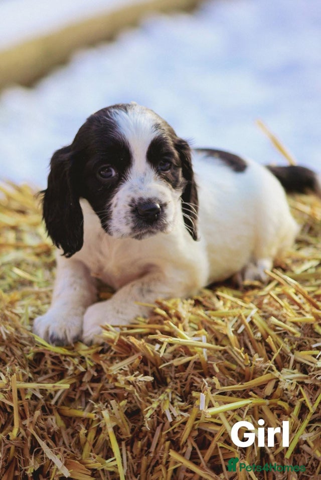 Female cocker spaniel for sale in Brandon | Pets4Homes