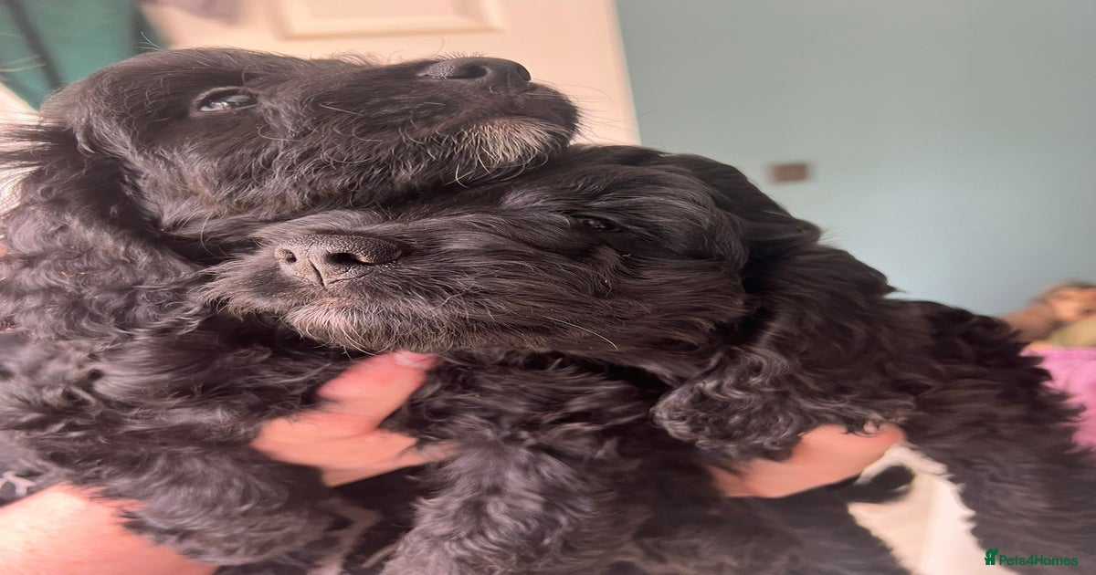 Two beautiful black male F1 cockapoos. for sale in | Pets4Homes
