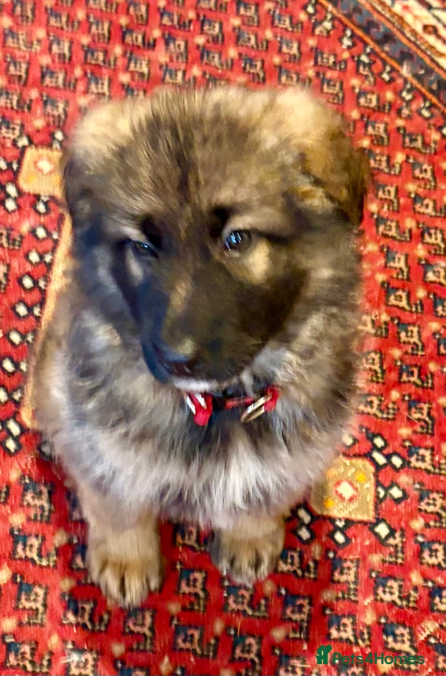 German Shepherd Puppy for sale in Honiton | Pets4Homes