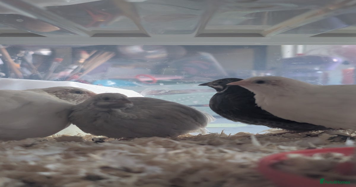 Chinese painted quail ( button quail) for sale in Rowlands Gill ...