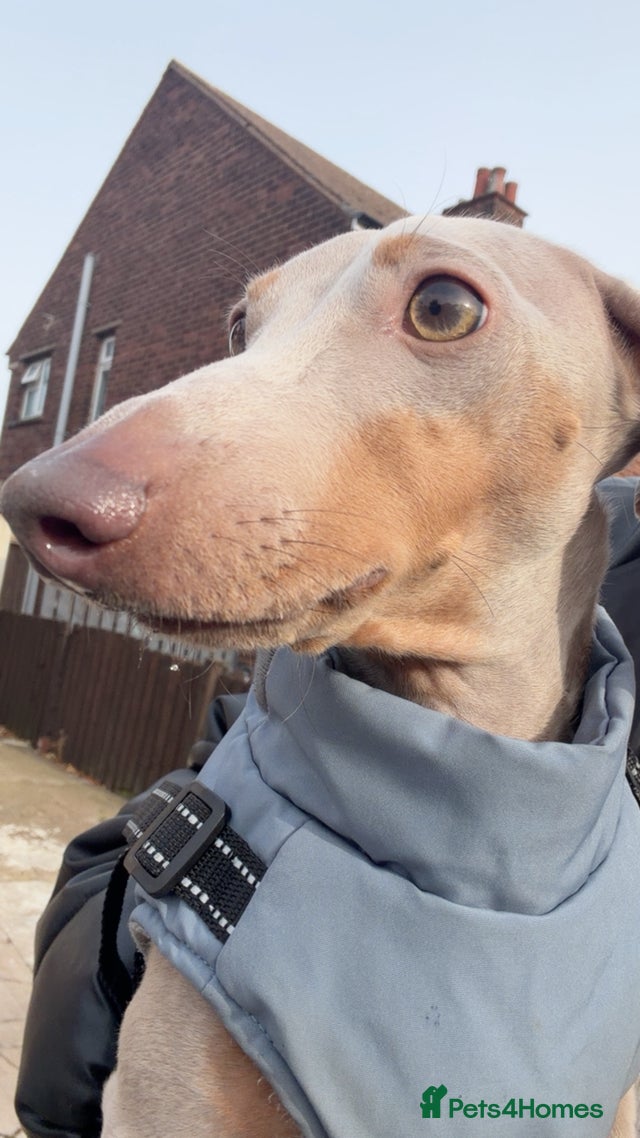 Read carefully ️Male miniature Dachshund for Stud for stud in Barnsley ...