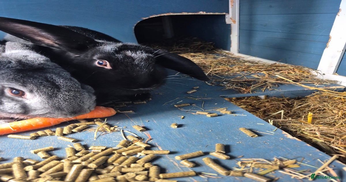 2 female rabbits need rehoming for sale in Market Rasen | Pets4Homes