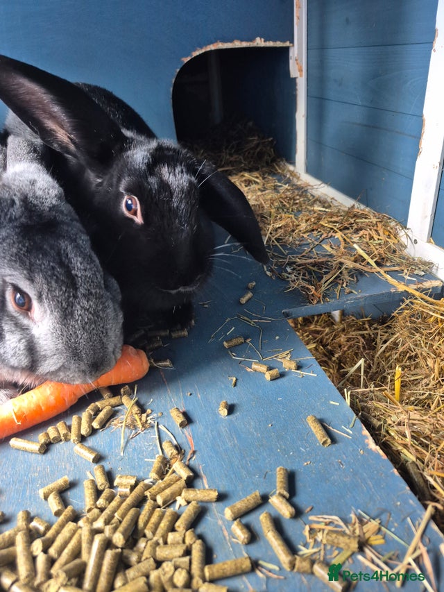 2 female rabbits need rehoming for sale in Market Rasen | Pets4Homes