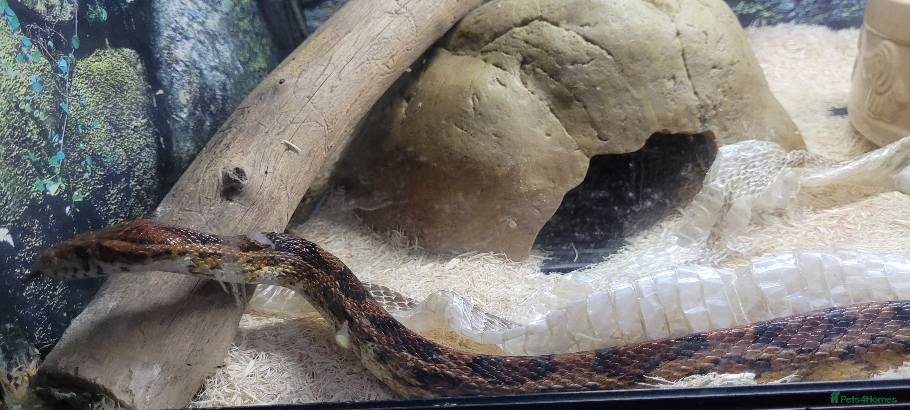 2 x corn snakes in huge custom double vivarium for sale in High Peak ...