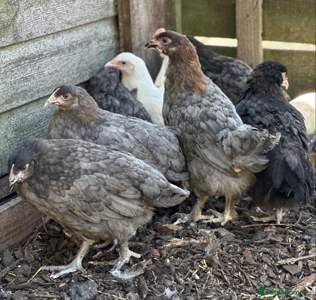 French Copper Blue Marans - Dark Brown Eggs for sale in Preston ...