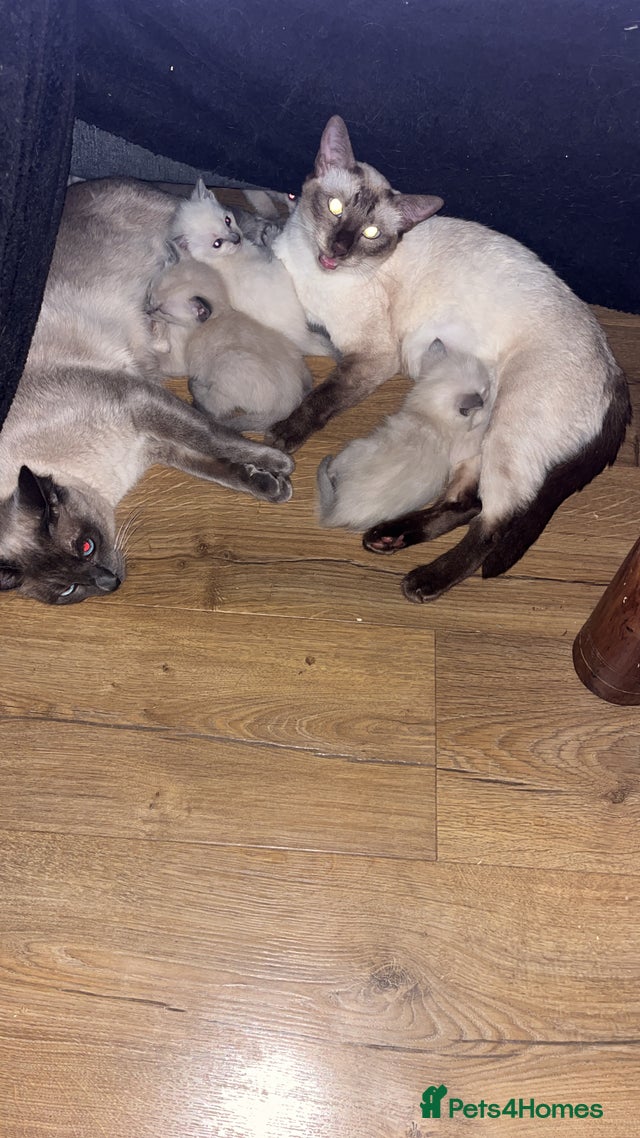 Siamese kittens wanting new slaves for sale in Norwich | Pets4Homes