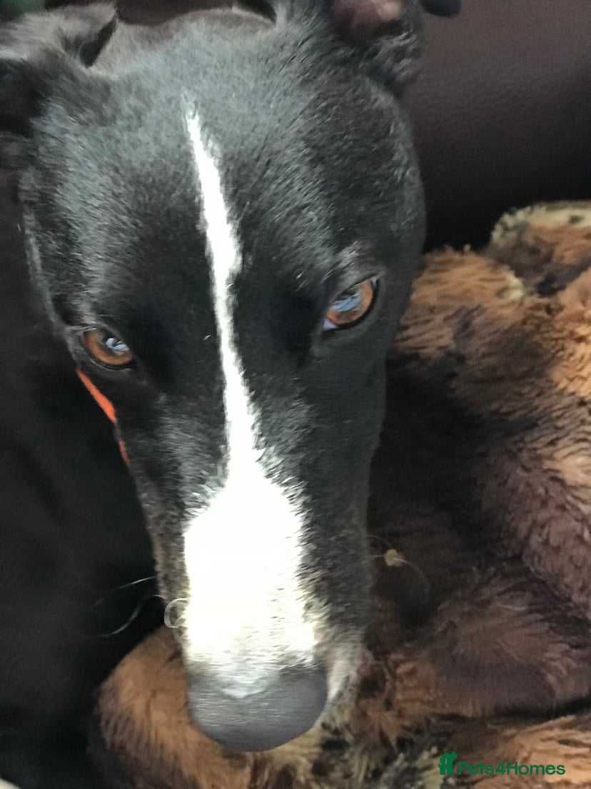 Adorable lurcher puppies for sale in Rochford | Pets4Homes