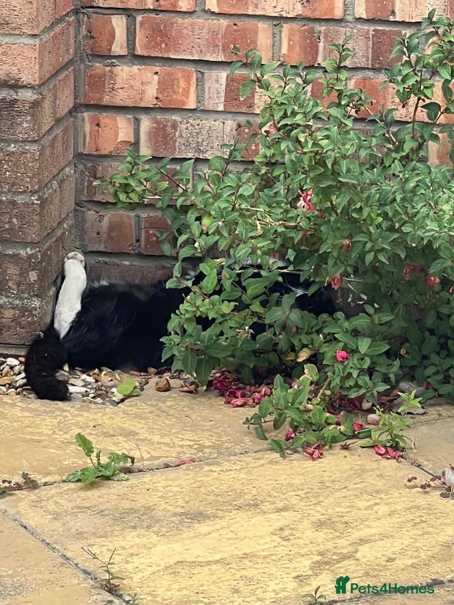 Adult female cat looking for a loving home for sale in Wokingham ...