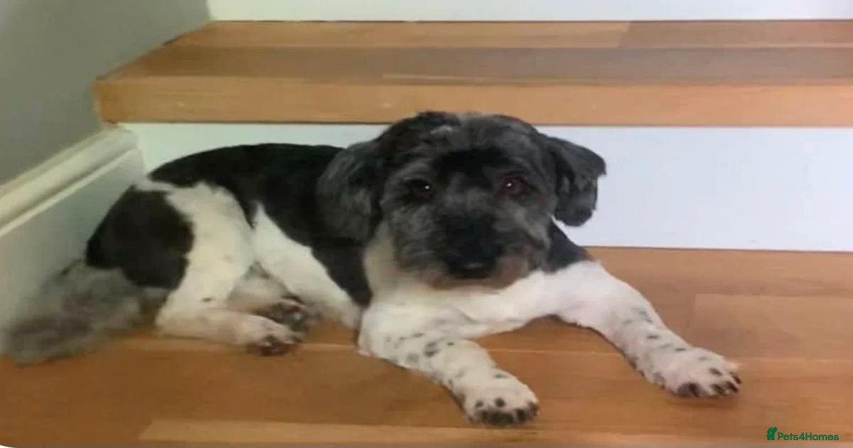 Small dog Dogs for adoption | Pets4Homes