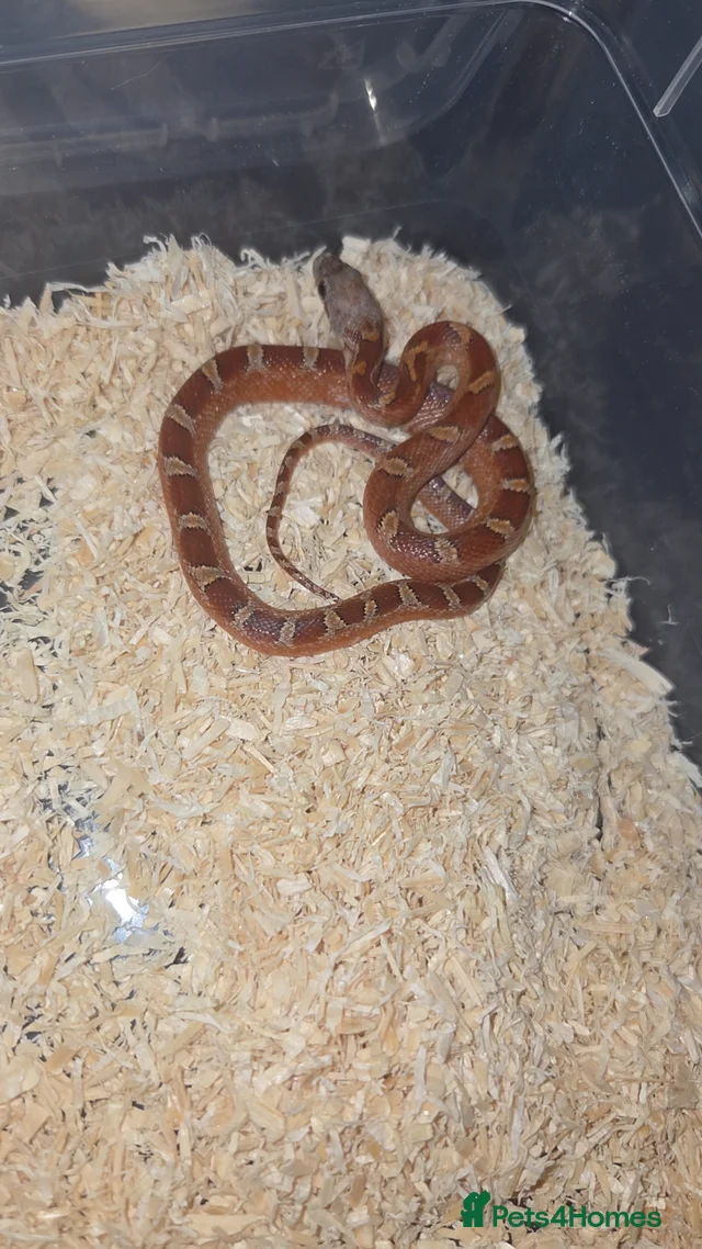 Baby Corn snake for sale for sale in Leicester | Pets4Homes