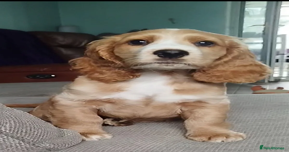 Cockapoo Puppies for sale | Pets4Homes