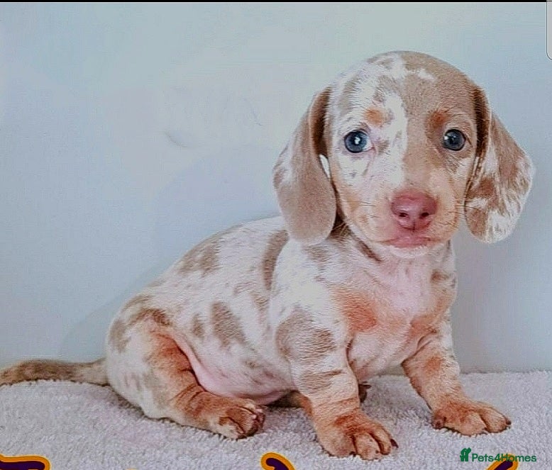 ISABELLA DAPPLE AVAILABLE for sale in Birmingham | Pets4Homes
