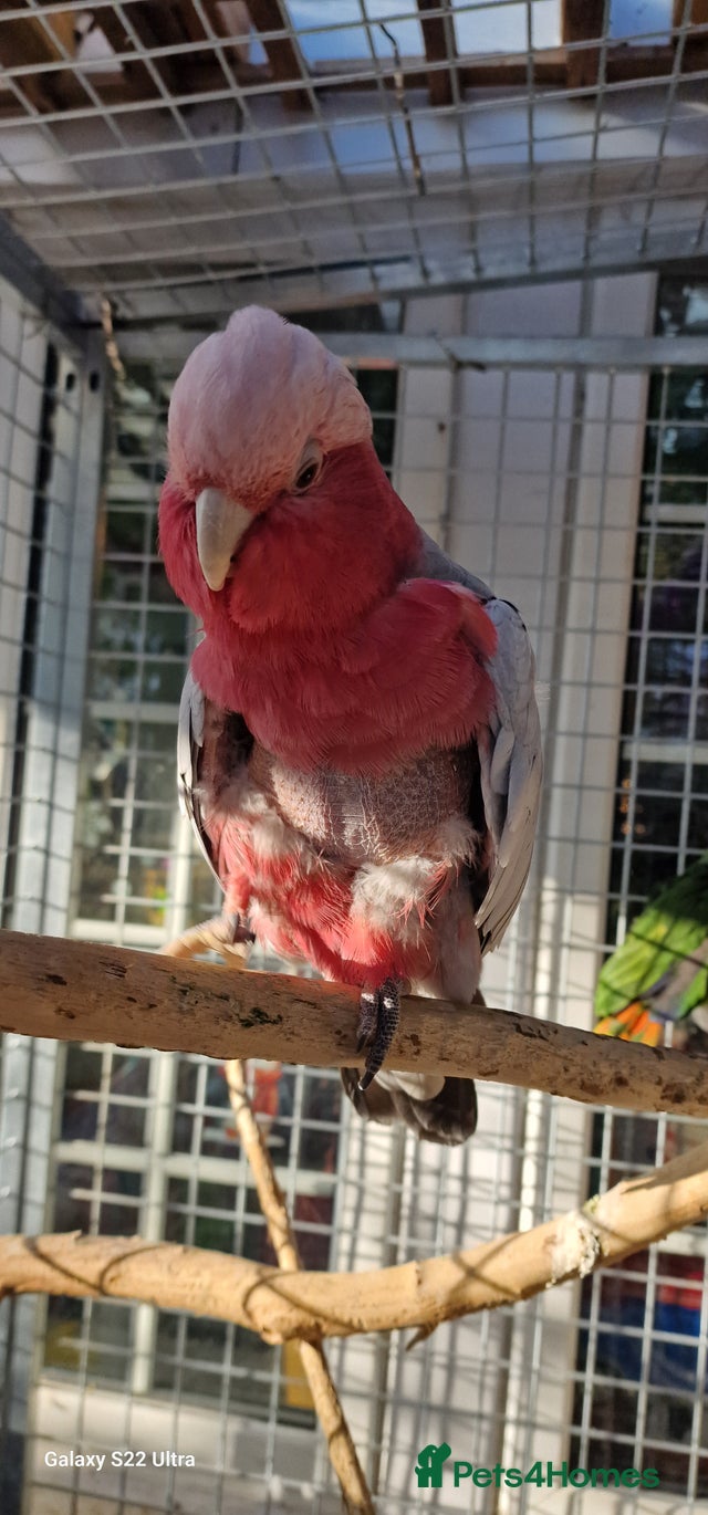 Galah cockatoo African Grey Amazon parrots for sale in Kidlington ...