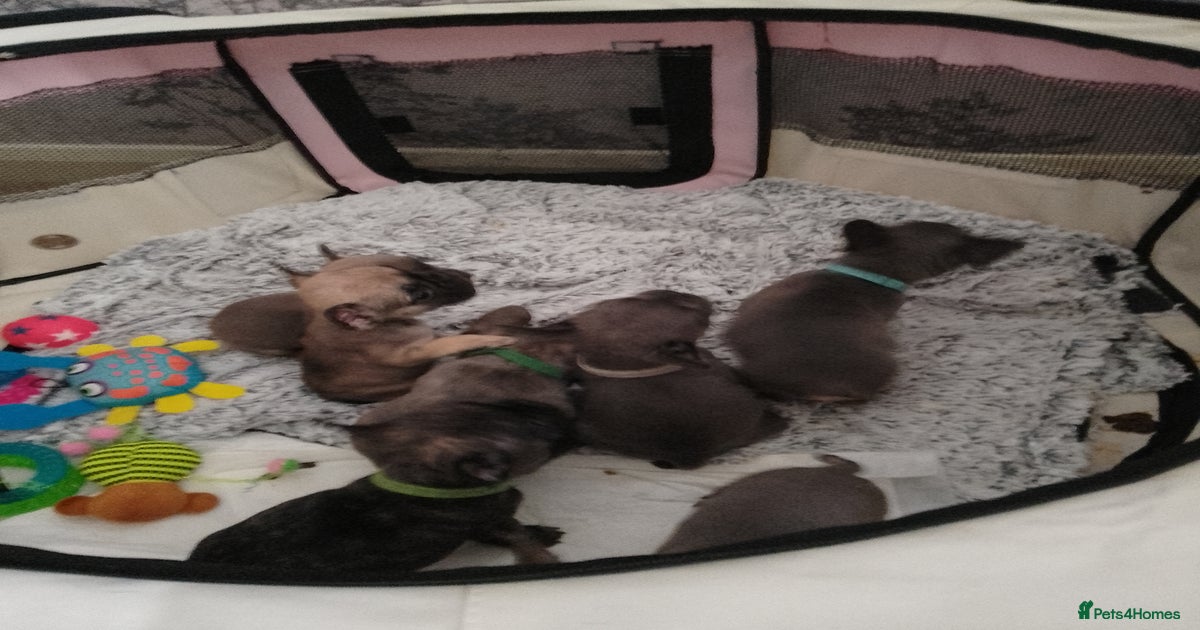 French bulldog for sale for sale in Flint | Pets4Homes