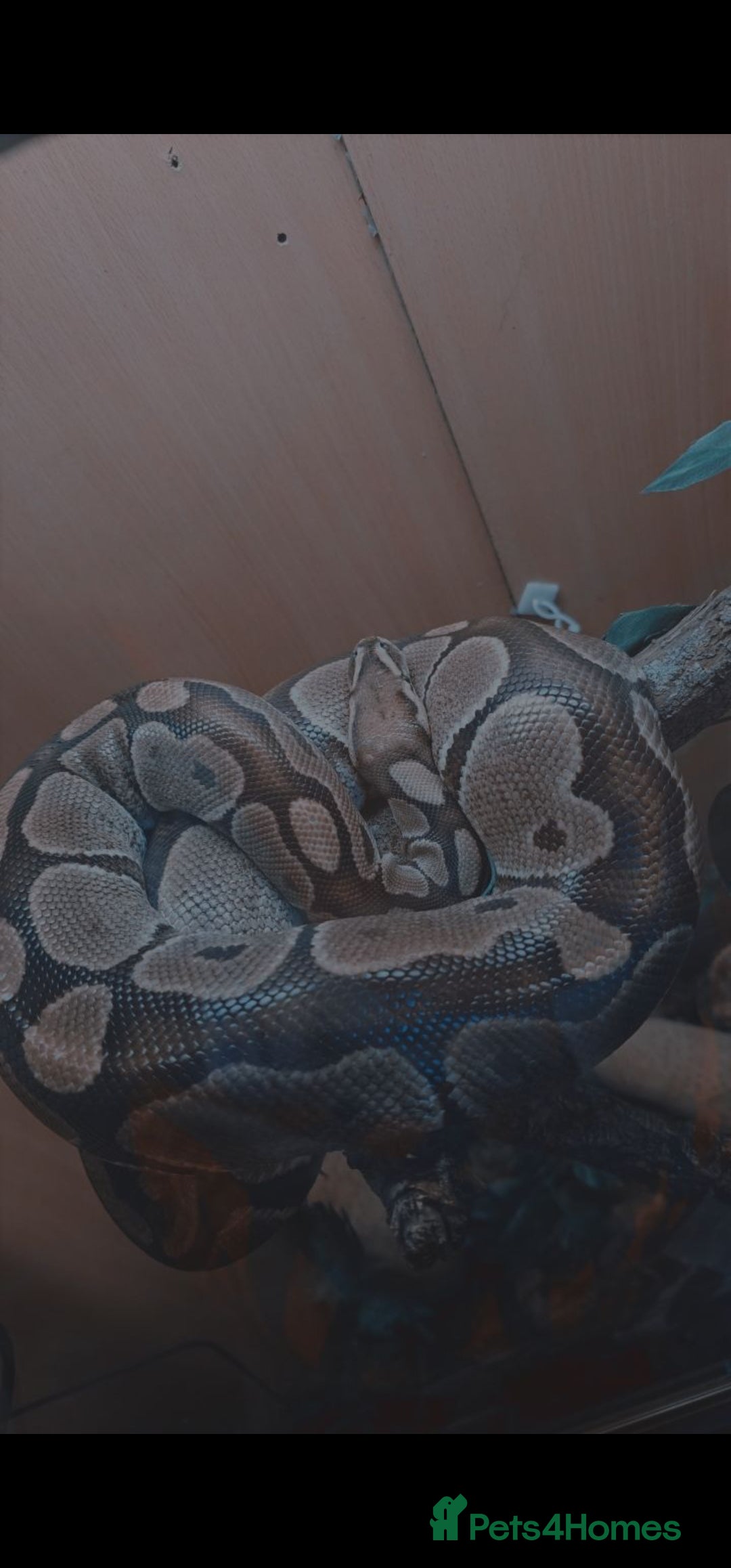 Royal python viv/food/all(Descript reflects price) for sale in Saltash ...