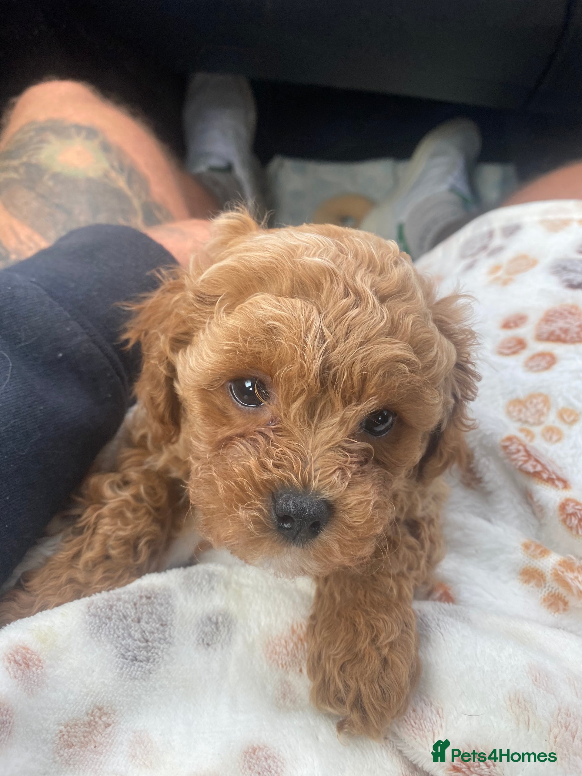 Dumbo Rat rodents for sale | Pets4Homes