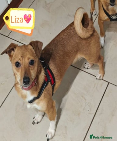 Free Dogs for adoption | Pets4Homes