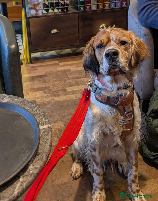 Rafa, English Setter/Boxer cross for adoption in Bishop's Stortford ...