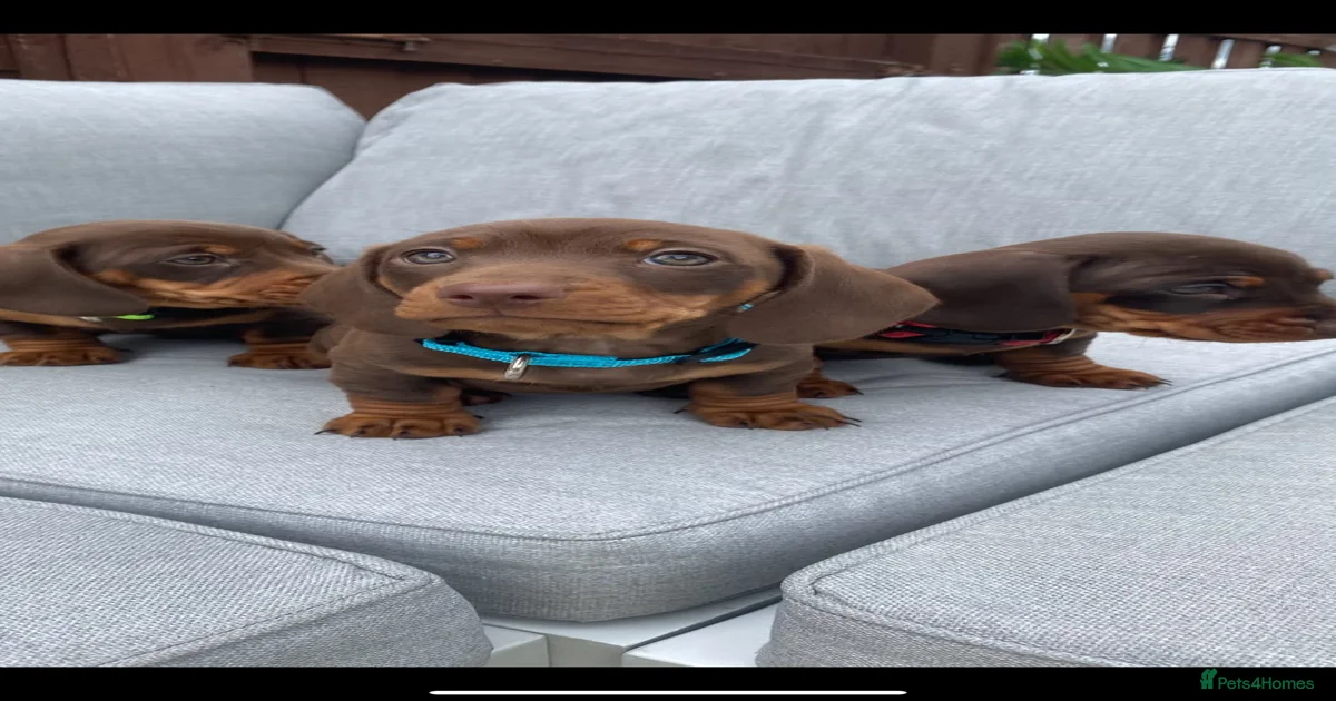 Puppies for sale in Bexhill, East Sussex | Pets4Homes