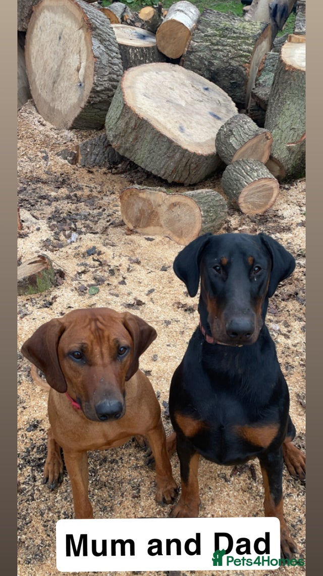 Rhodesian Ridgeback Cross Dobermann Puppies for sale in Wokingham ...