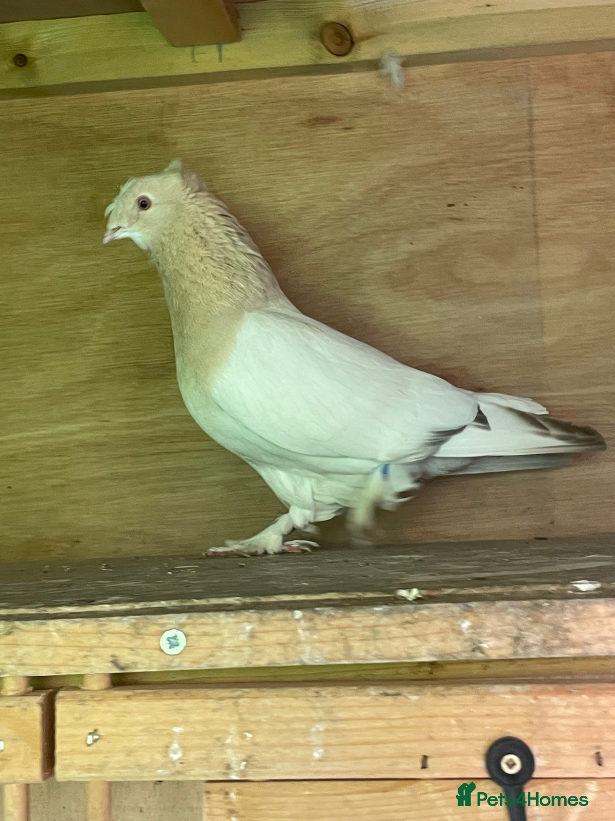 Doves birds for sale | Pets4Homes