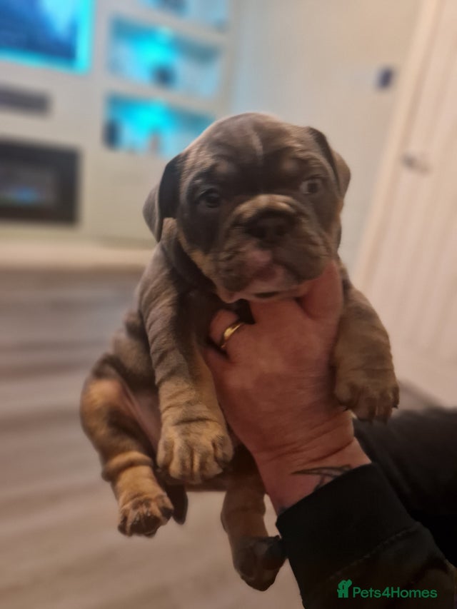 Beautiful Blue tri girl for sale in Ripon | Pets4Homes