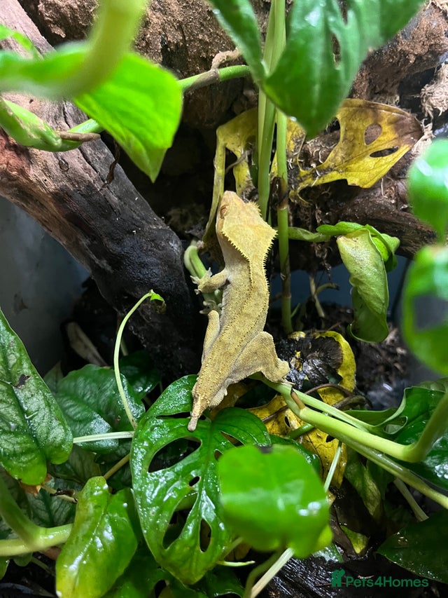 Male Crested Gecko for sale in Manchester | Pets4Homes