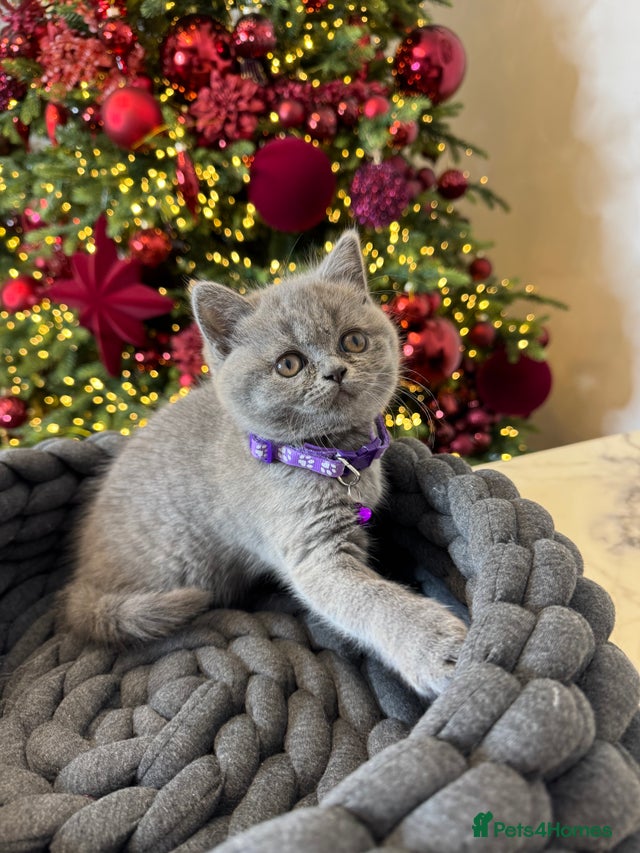 British Shorthair girl for sale in Dunstable | Pets4Homes