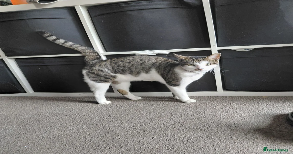 2 sister kitties need a new home for sale in Bury | Pets4Homes