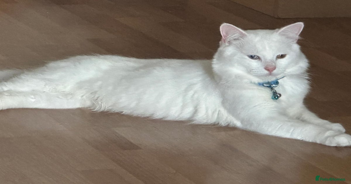 Turkish angora male cat pure white for sale in Ilford | Pets4Homes