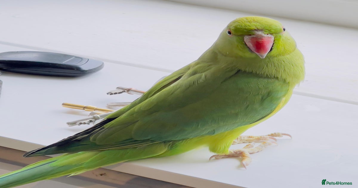 Indian ring neck parrots for sale 🦜 ️ for sale in Stourbridge | Pets4Homes