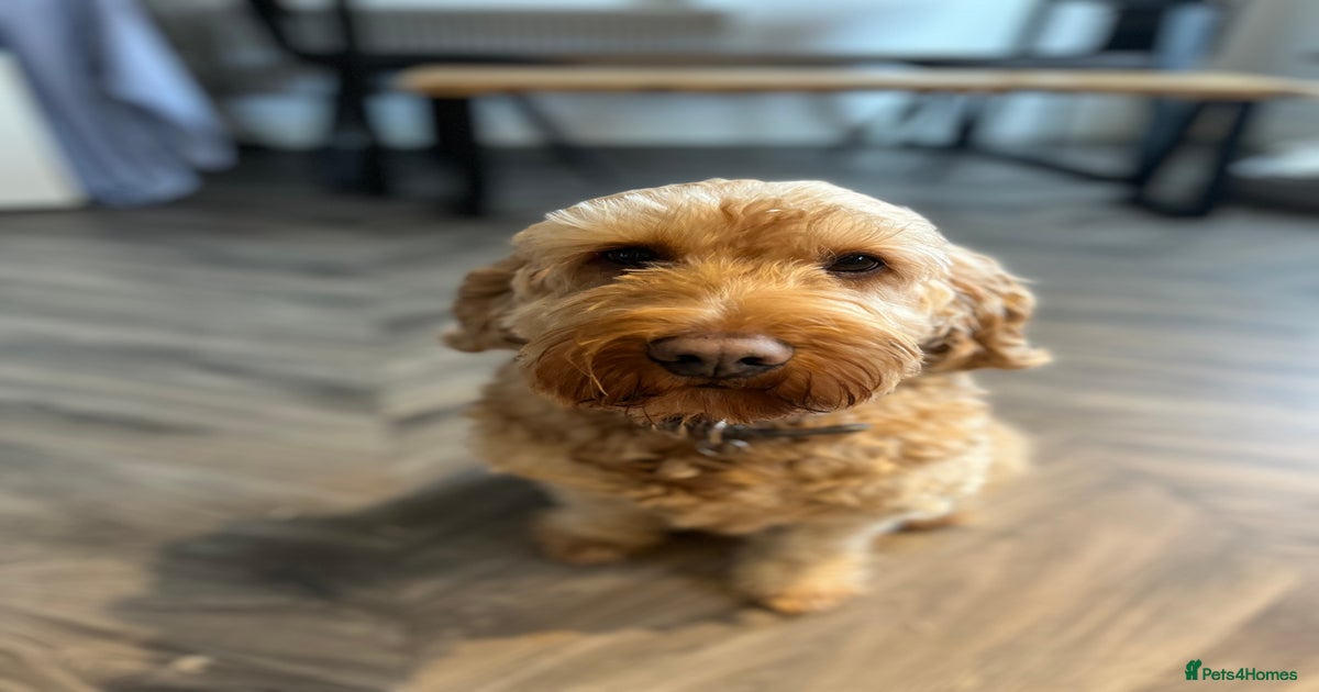 Cockapoo Stud Dog (PROVEN) for stud in Maidstone | Pets4Homes