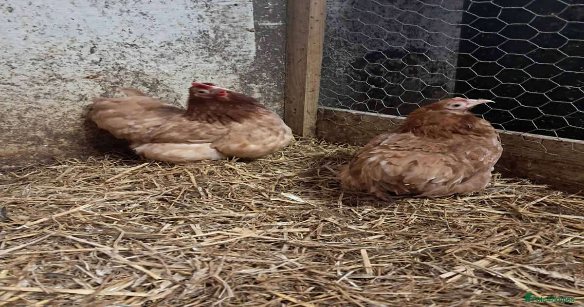 Two Pol Pekin Bantam Hens for sale in King's Lynn | Pets4Homes
