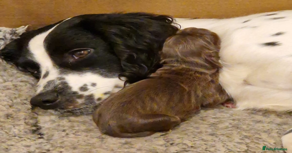 Sprocker Puppies for sale in Buntingford | Pets4Homes