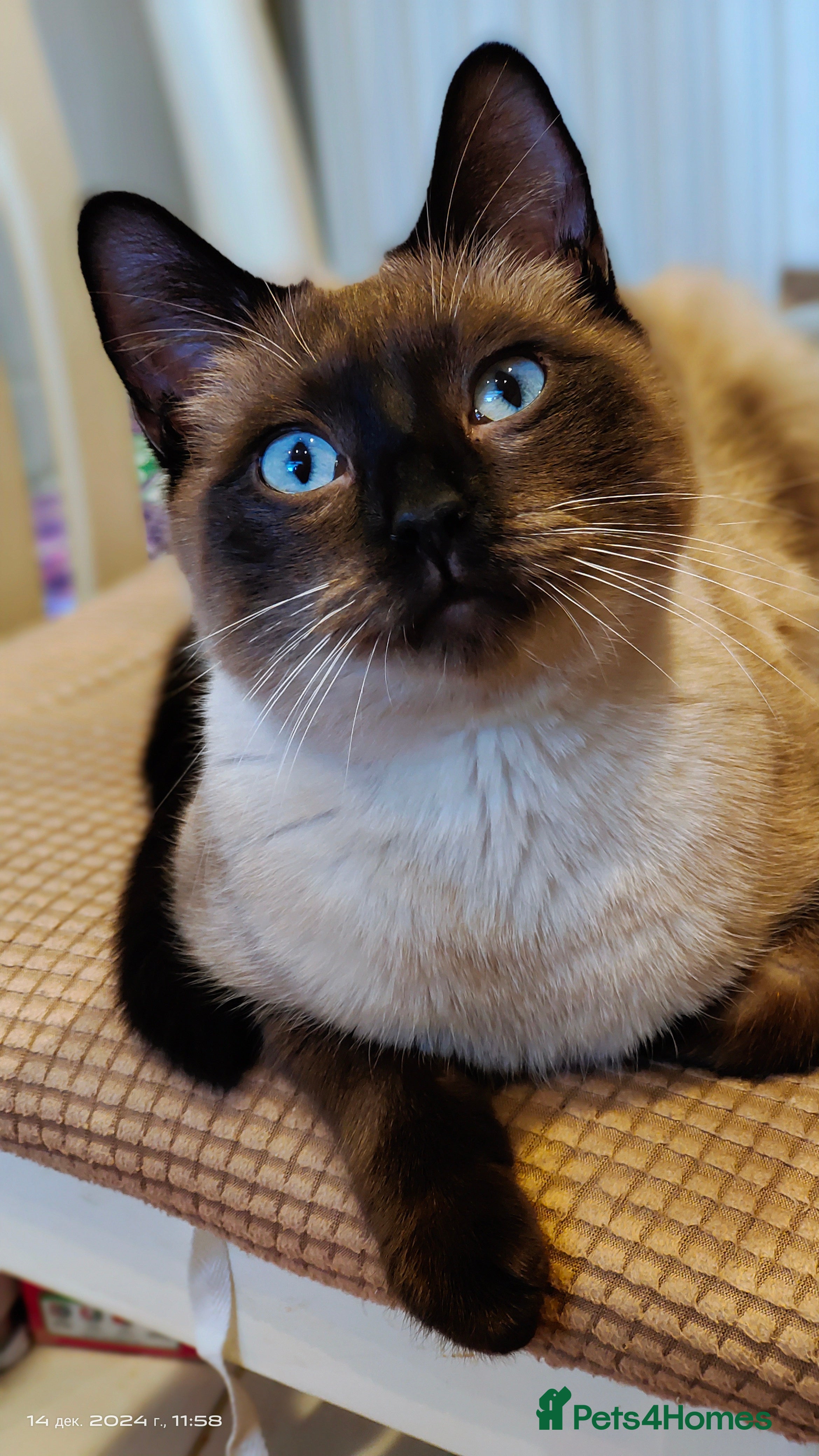 Queen Wanted for Thai (Old Siamese) Male for stud in Worcester | Pets4Homes