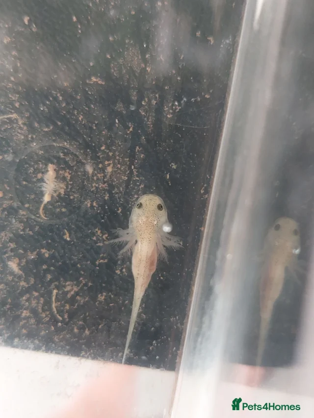 Pink axolotls ready in a couple of weeks for sale in Barnsley | Pets4Homes