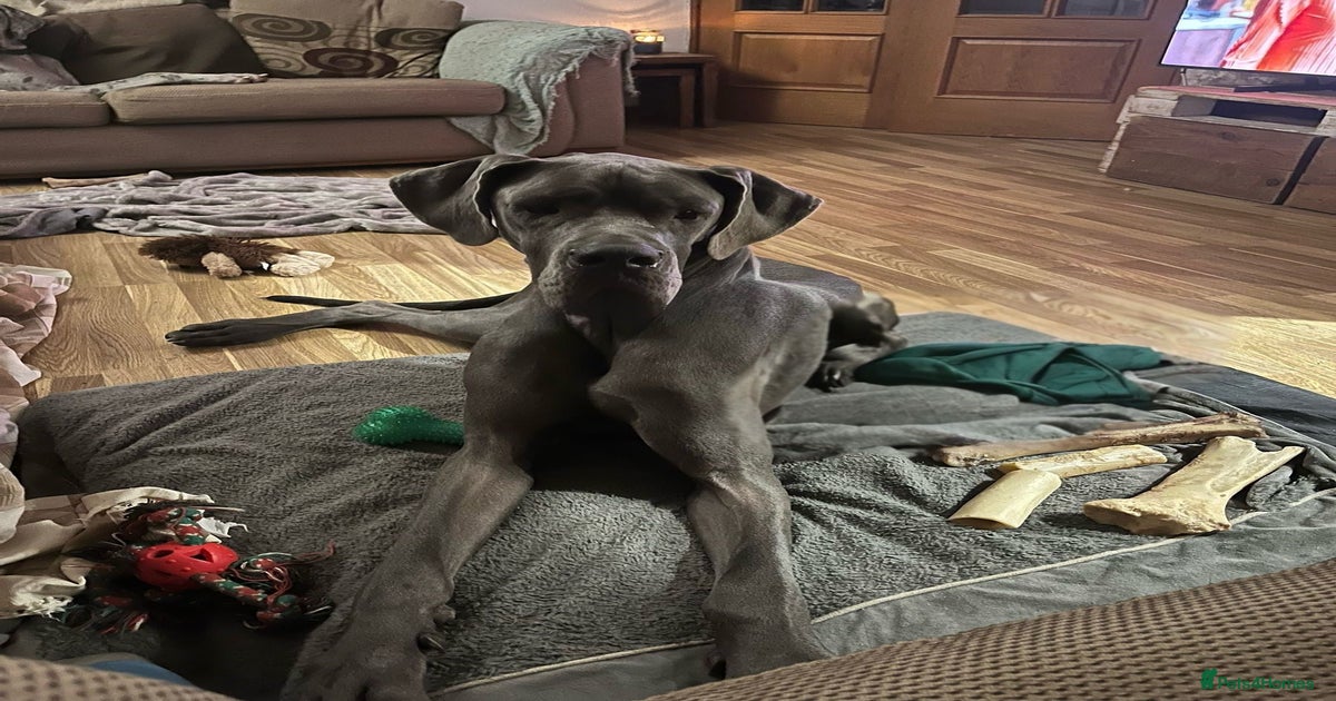 Handsome Male Great Dane for sale in Bury | Pets4Homes