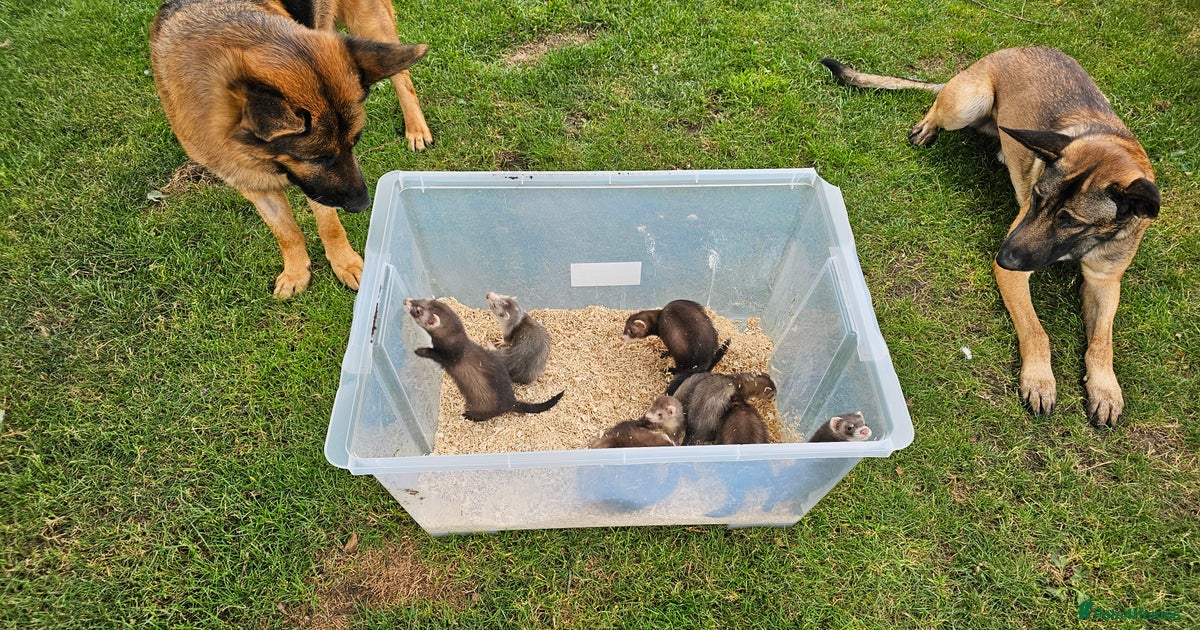 Top Quality Ferret kits - Standard and Semi Micro for sale in ...